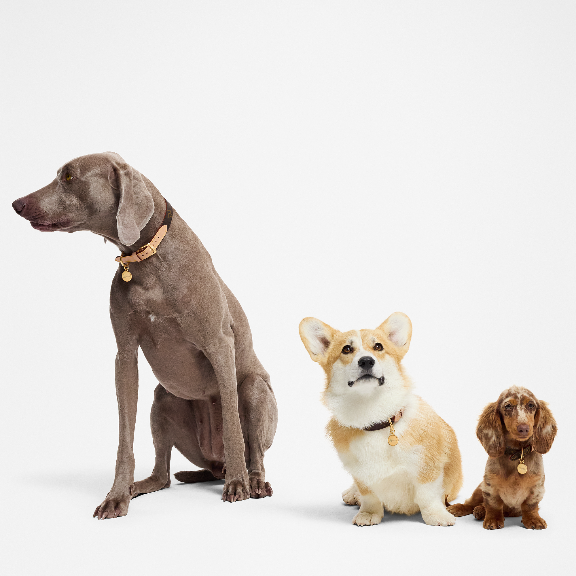 中号犬用项圈 - LV | 路易威登LOUIS VUITTON官方线上旗舰店