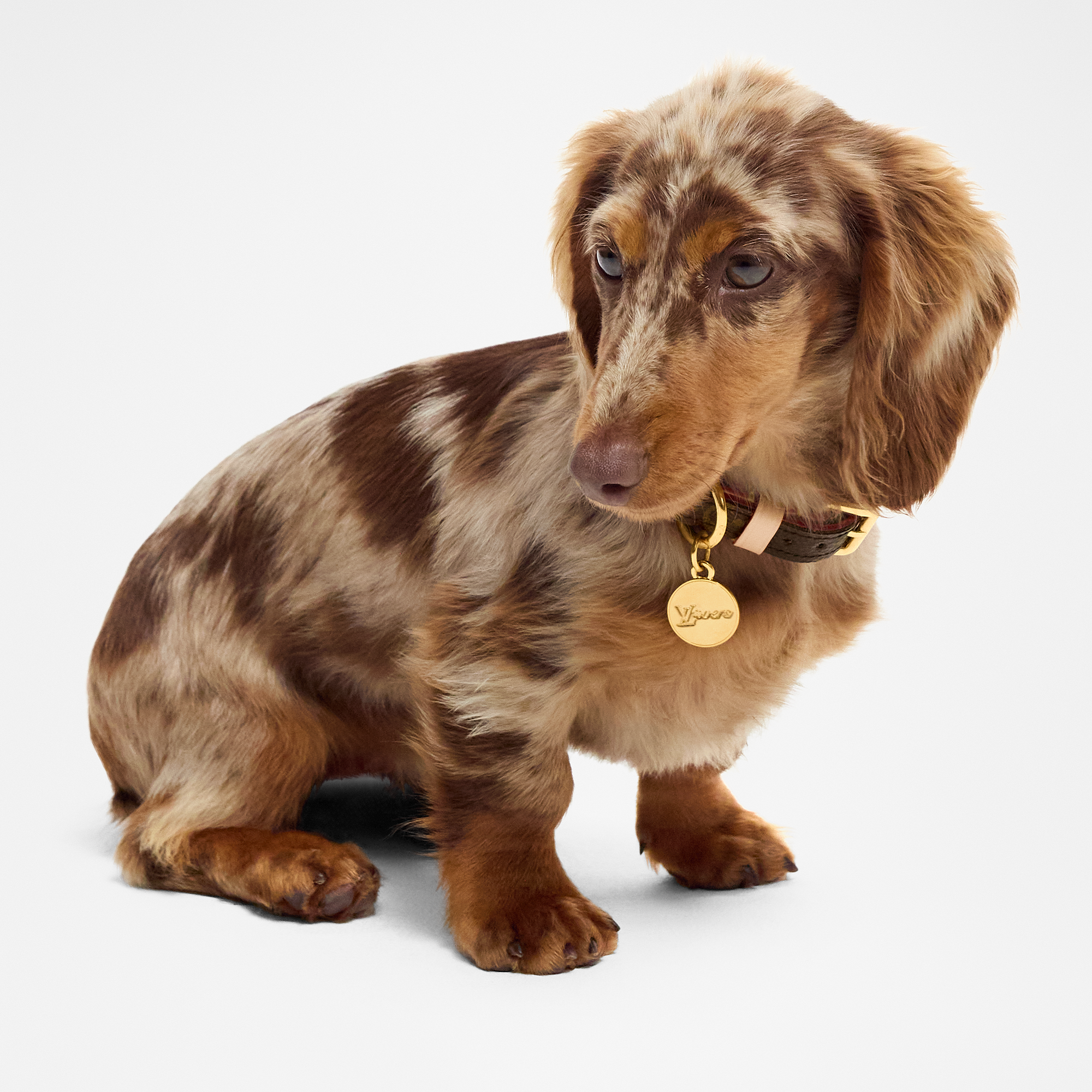 超小号犬用项圈 - LV | 路易威登LOUIS VUITTON官方线上旗舰店